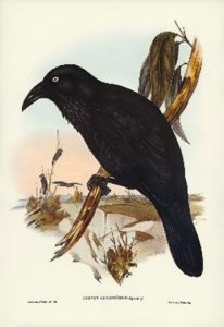 MTGNexus - Waang, the Trickster Crow