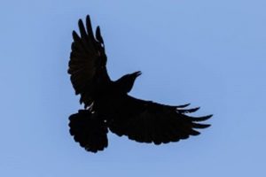 NAIDOC Week – Day 2 – Waa – The Raven – Kellehers Australia